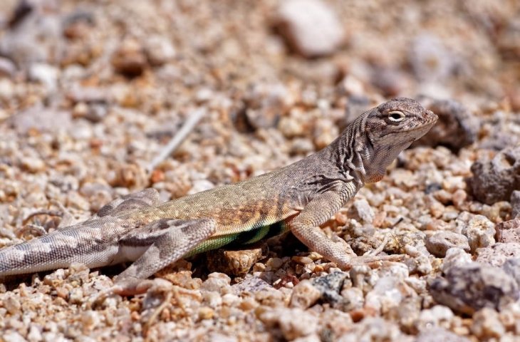 Evolusi Tercepat, Kadal Berubah Warna dalam Beberapa Bulan
