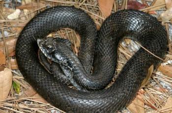 Mengenal Ular Zombie, Hewan Licik yang Penuh dengan Tipu Daya - HiTekno.com