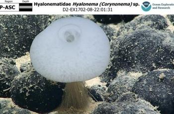 Pada Kedalaman 4000 Meter, Spons Laut Dalam Ini Terekam "Bersin ...